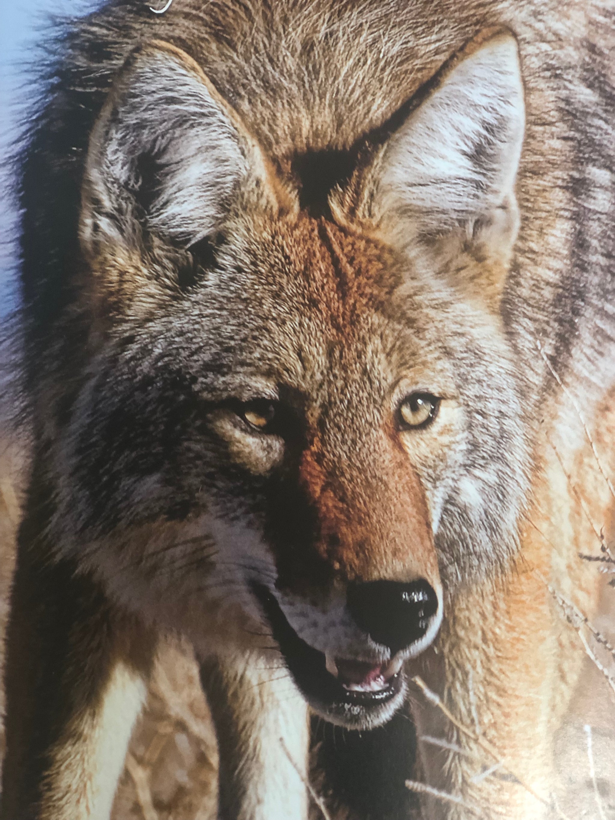 Products – BC Trappers